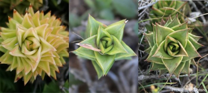 Astroloba genus | PlantZAfrica